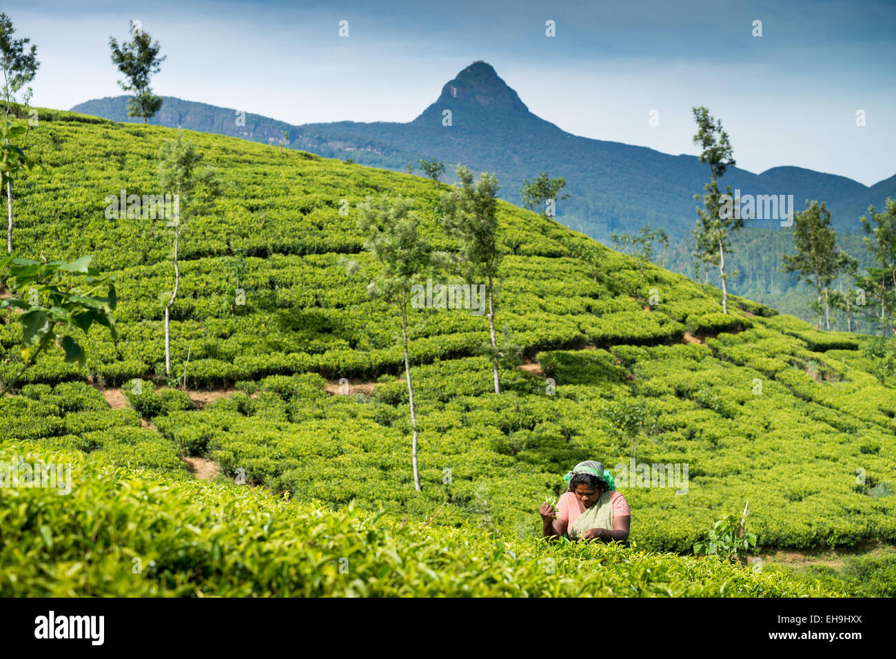 Tea picking, Tea plantation near Hatton, Central Province, Sri Lanka ...