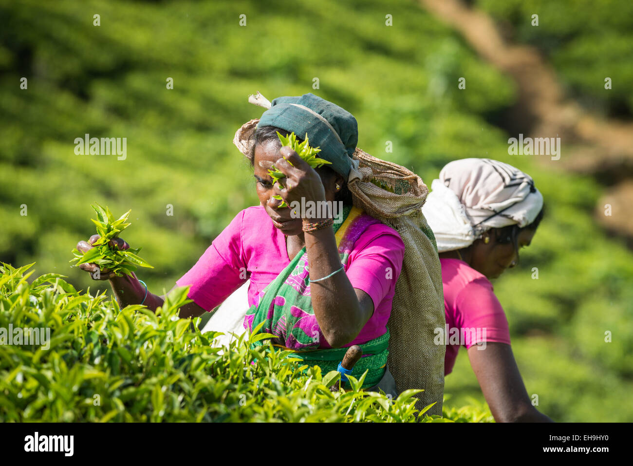 Tea picking, Tea plantation near Hatton, Central Province, Sri Lanka ...