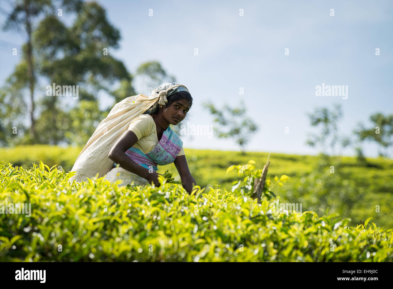 Tea picking, Tea plantation near Hatton, Central Province, Sri Lanka ...