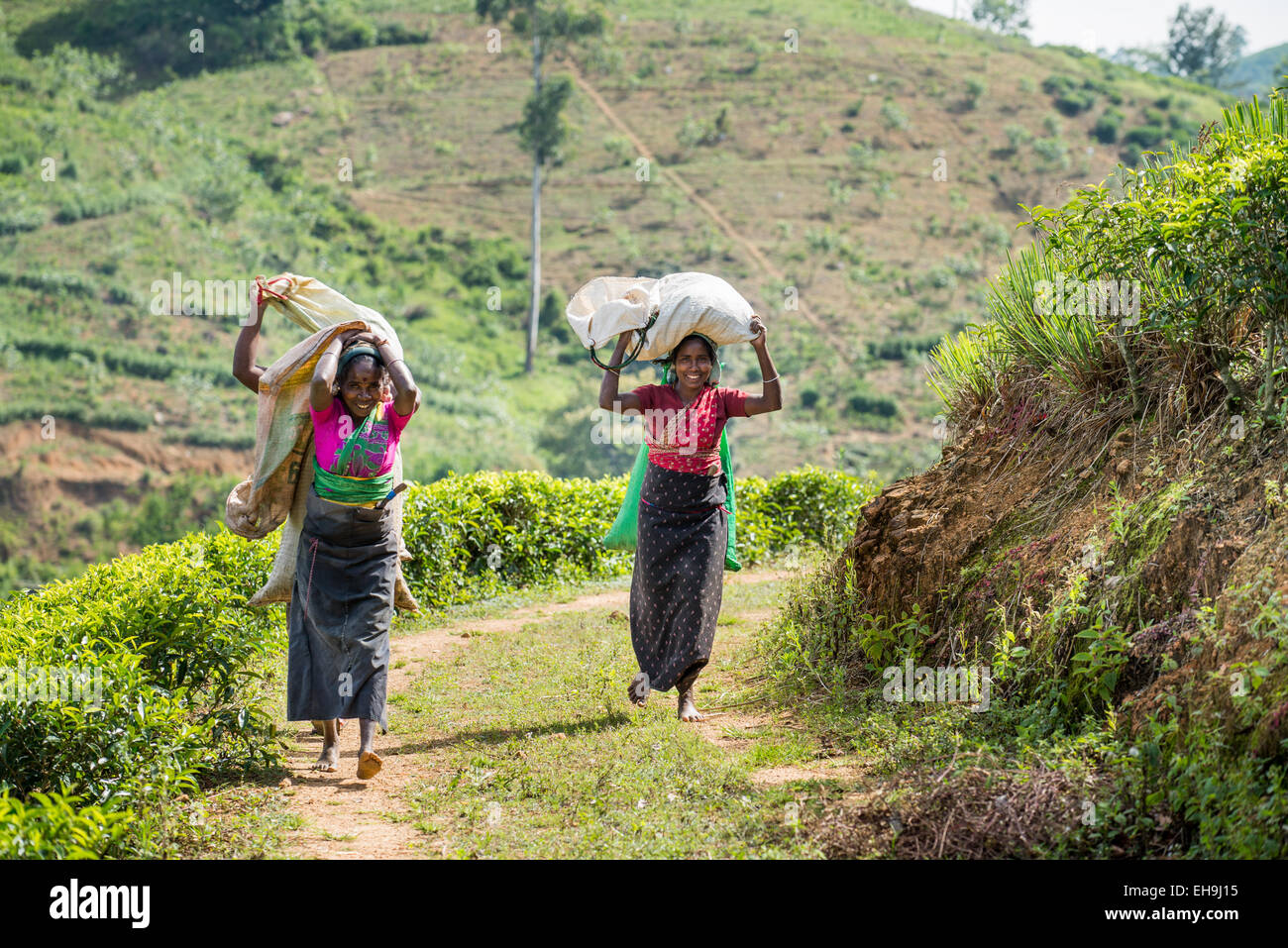 Women working at a tea plantation bringing their harvest to be weighted ...