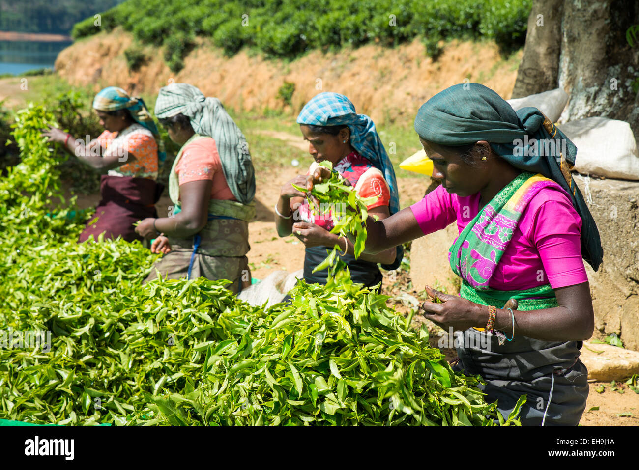 Women working at a tea plantation bringing their harvest to be weighted ...