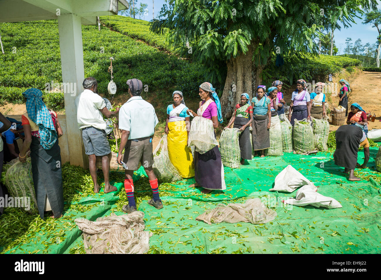 Women working at a tea plantation bringing their harvest to be weighted ...