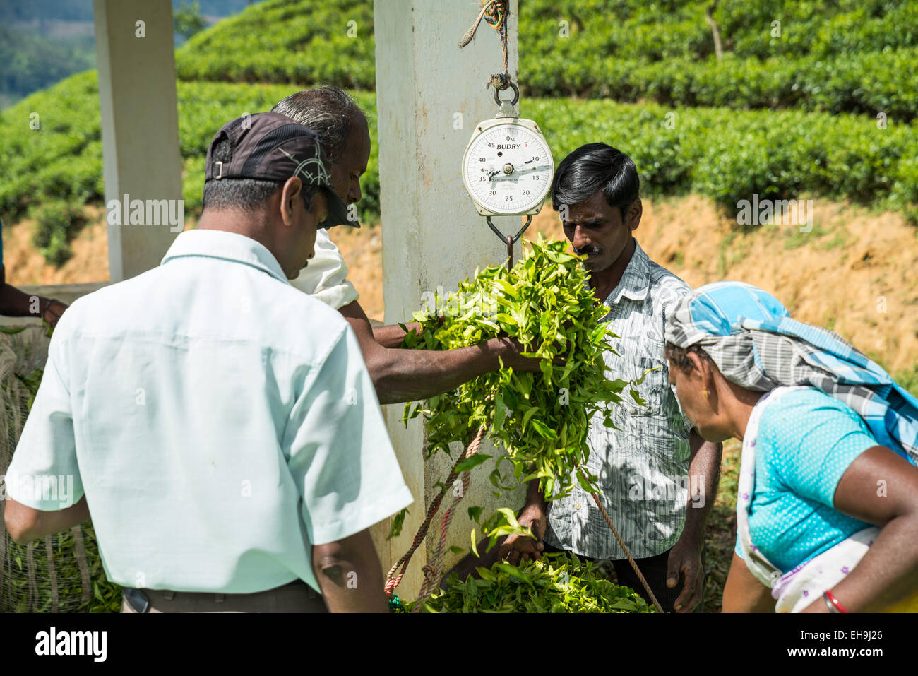 Women working at a tea plantation bringing their harvest to be weighted ...