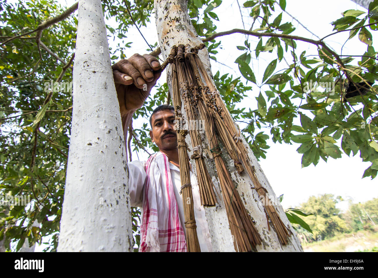 Muga silkworm hi-res stock photography and images - Alamy