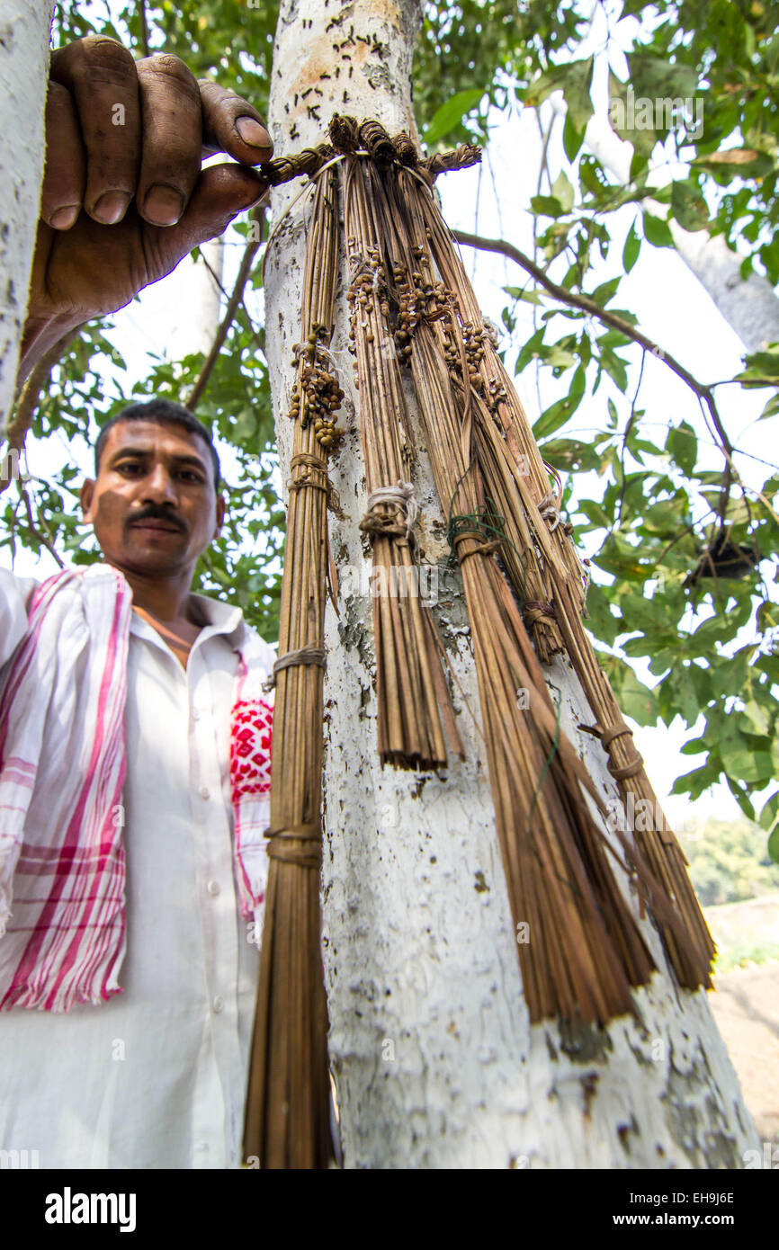 Muga silkworm hi-res stock photography and images - Alamy