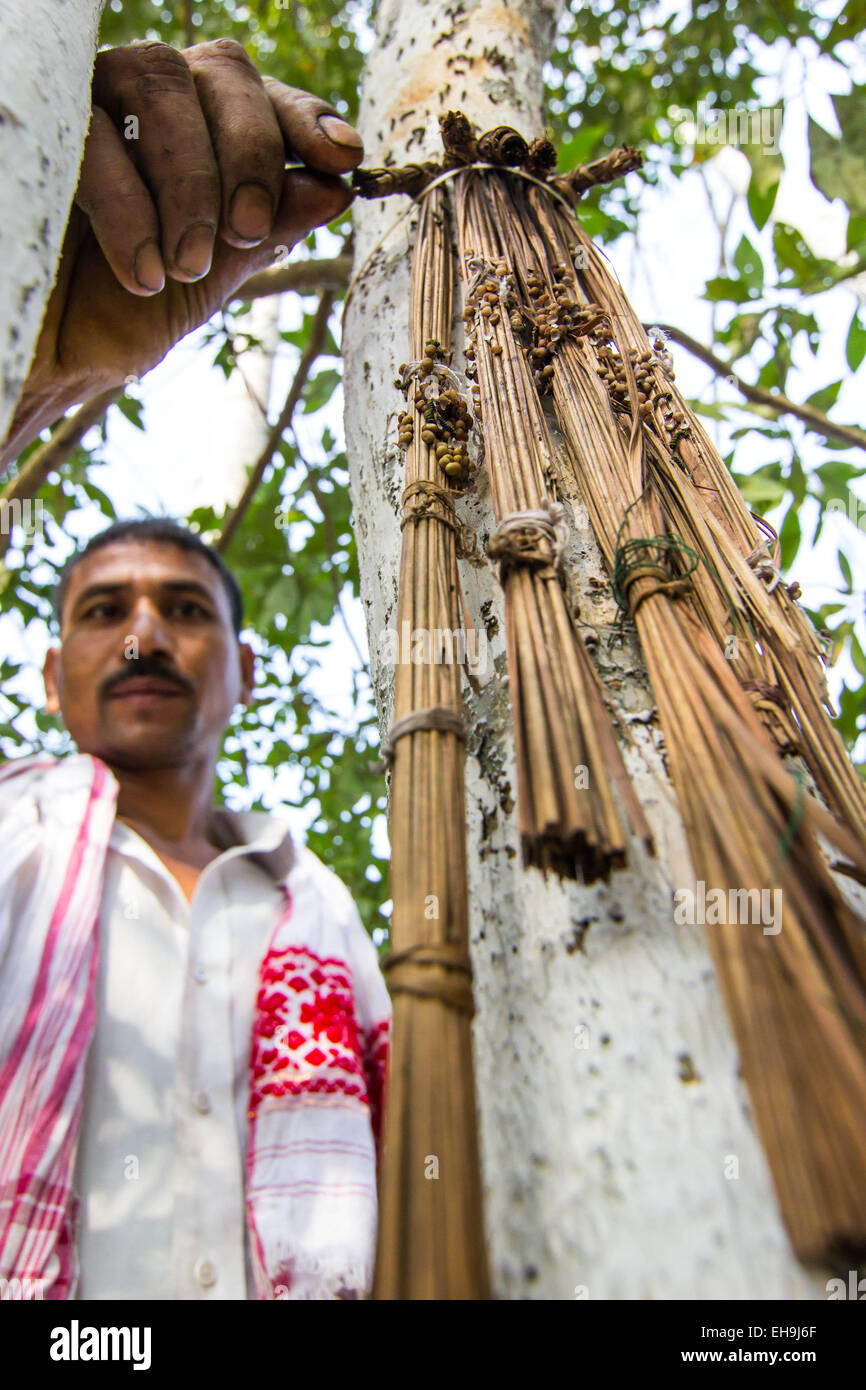 Sivasagar, Assam, India. 10th Mar, 2015. A farmer releases day old Muga ...