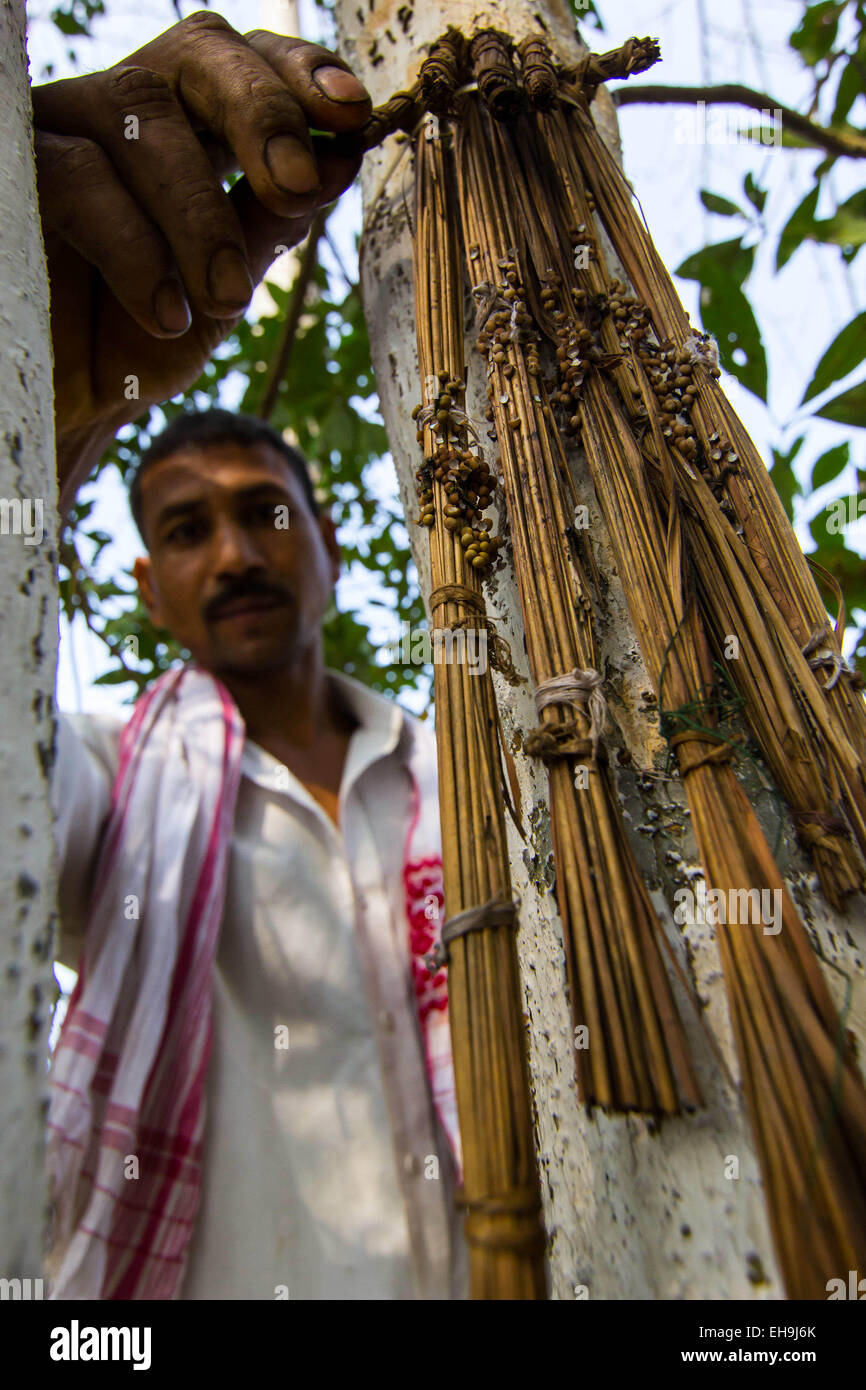 Sivasagar, Assam, India. 10th Mar, 2015. A farmer releases day old Muga ...