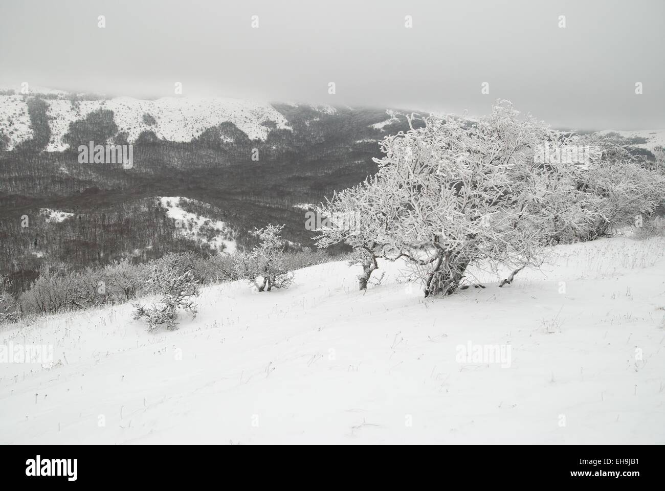 Winter landscape with icy trees Stock Photo - Alamy