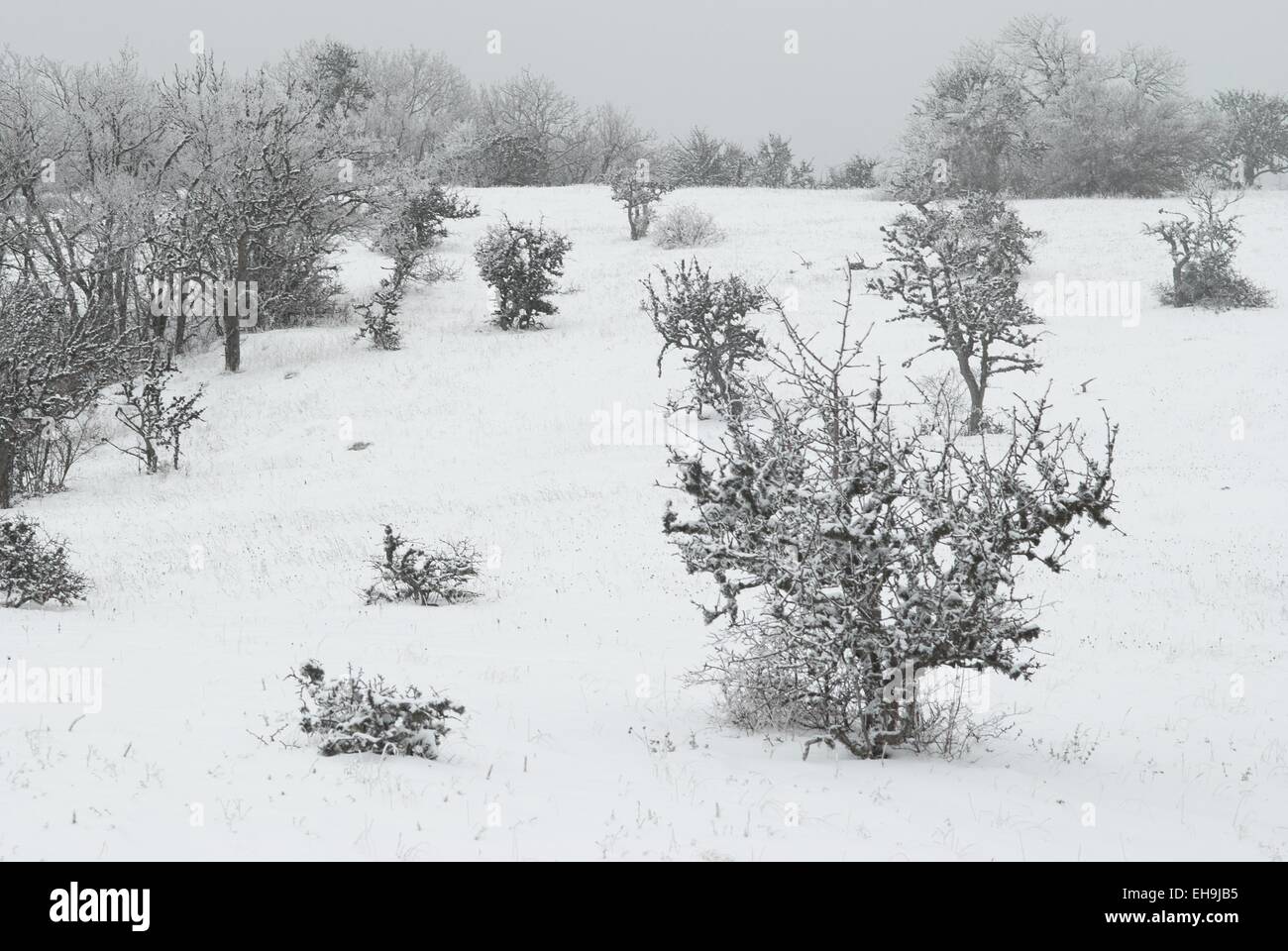 Winter landscape with icy trees Stock Photo - Alamy