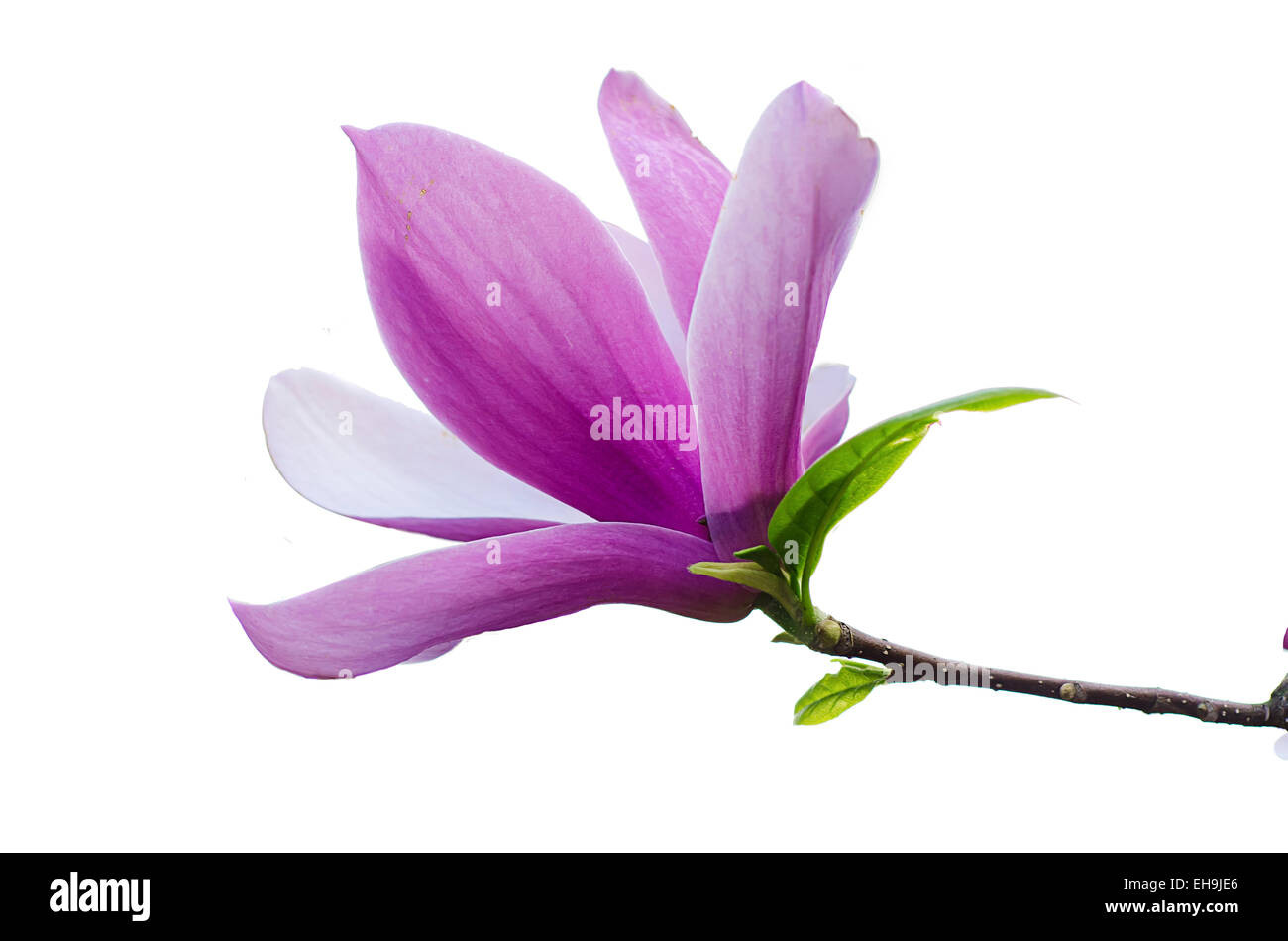 Magnolia flower bud blossom Cut Out Stock Images & Pictures - Alamy