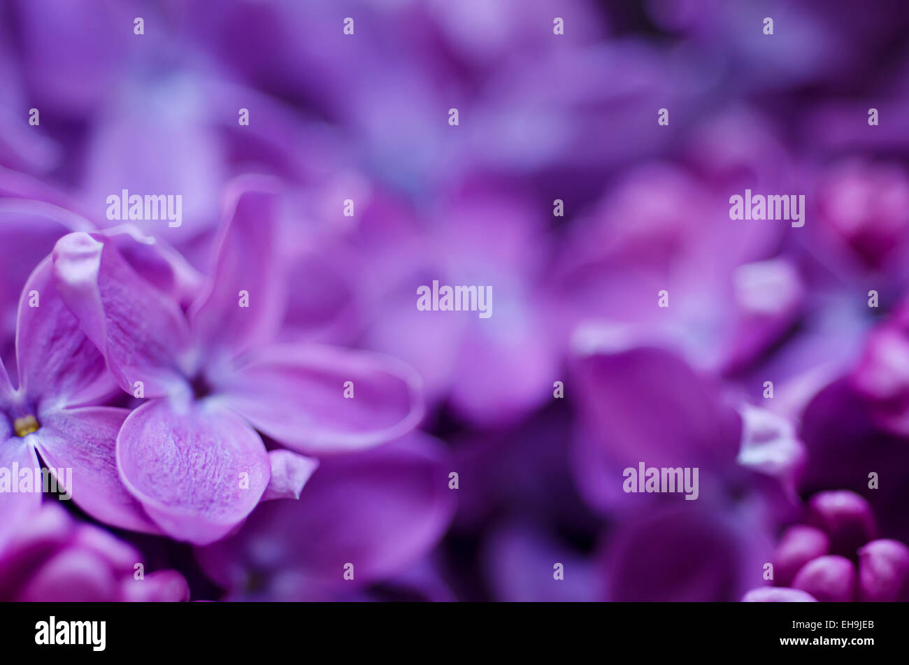 Lilac flowers background Stock Photo - Alamy