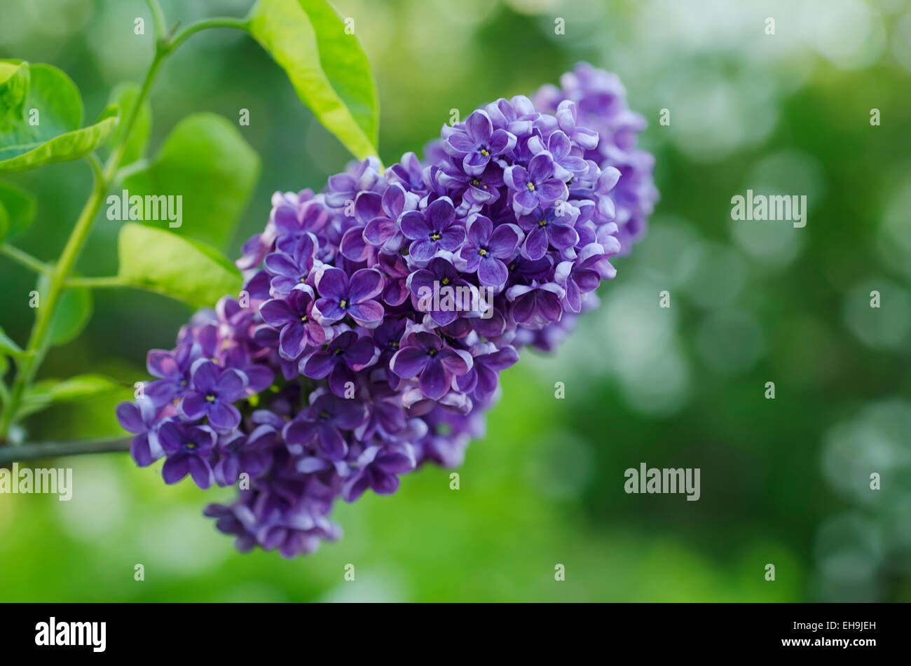 Branch of lilac flowers Stock Photo - Alamy