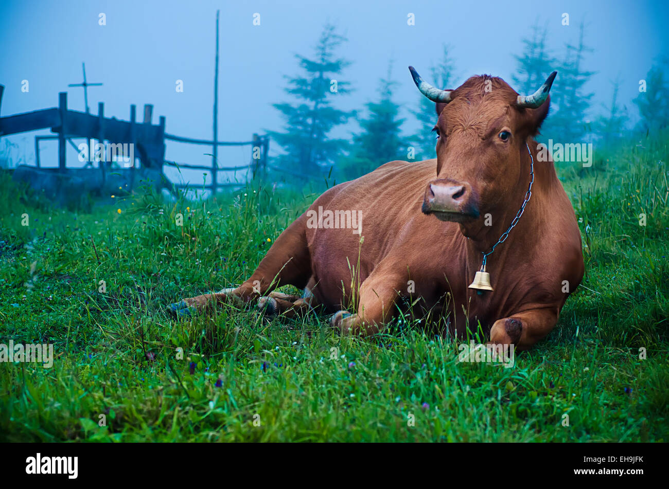Dairy cow lying at meadow Stock Photo - Alamy