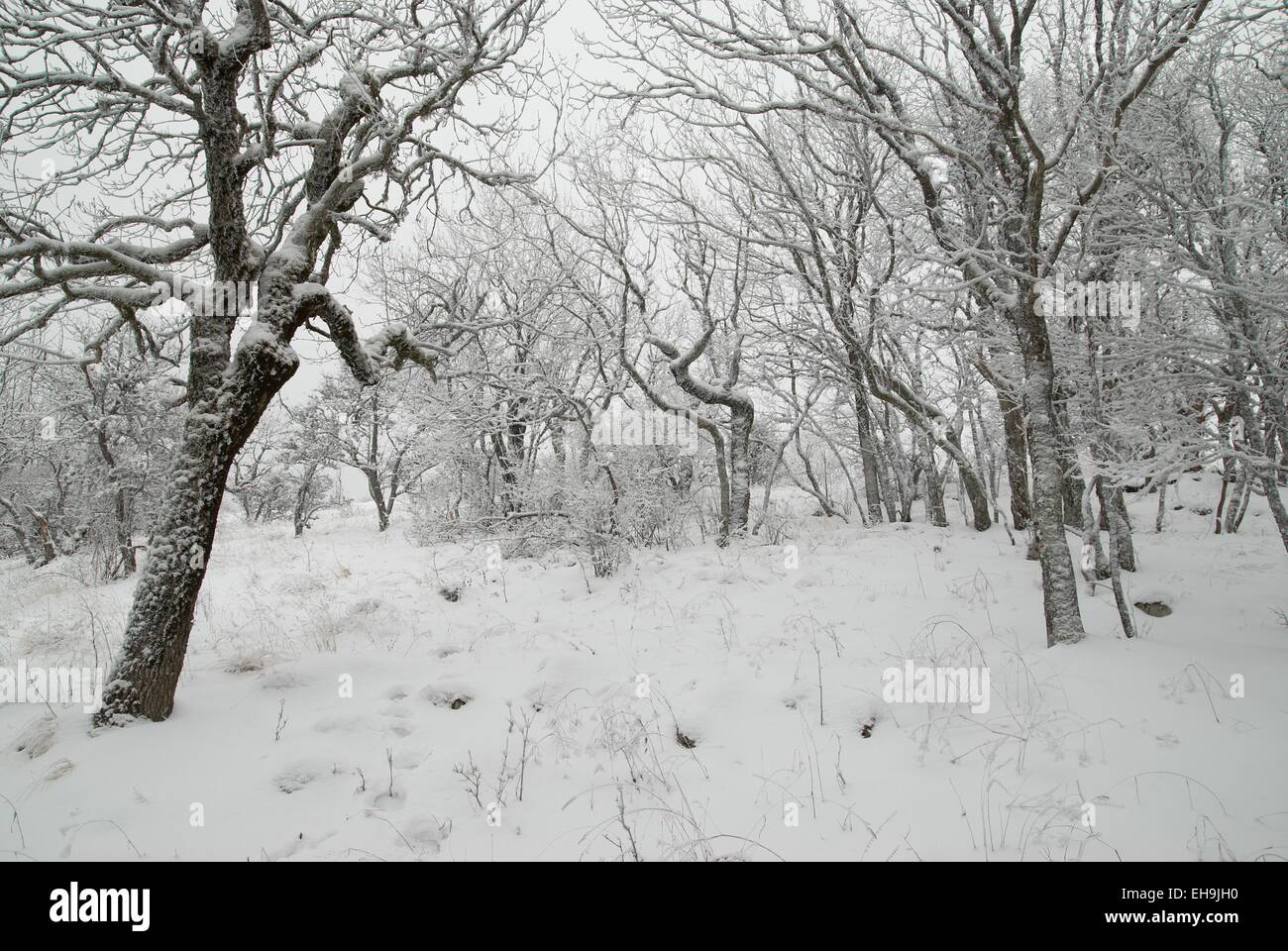 Winter landscape with icy trees Stock Photo - Alamy
