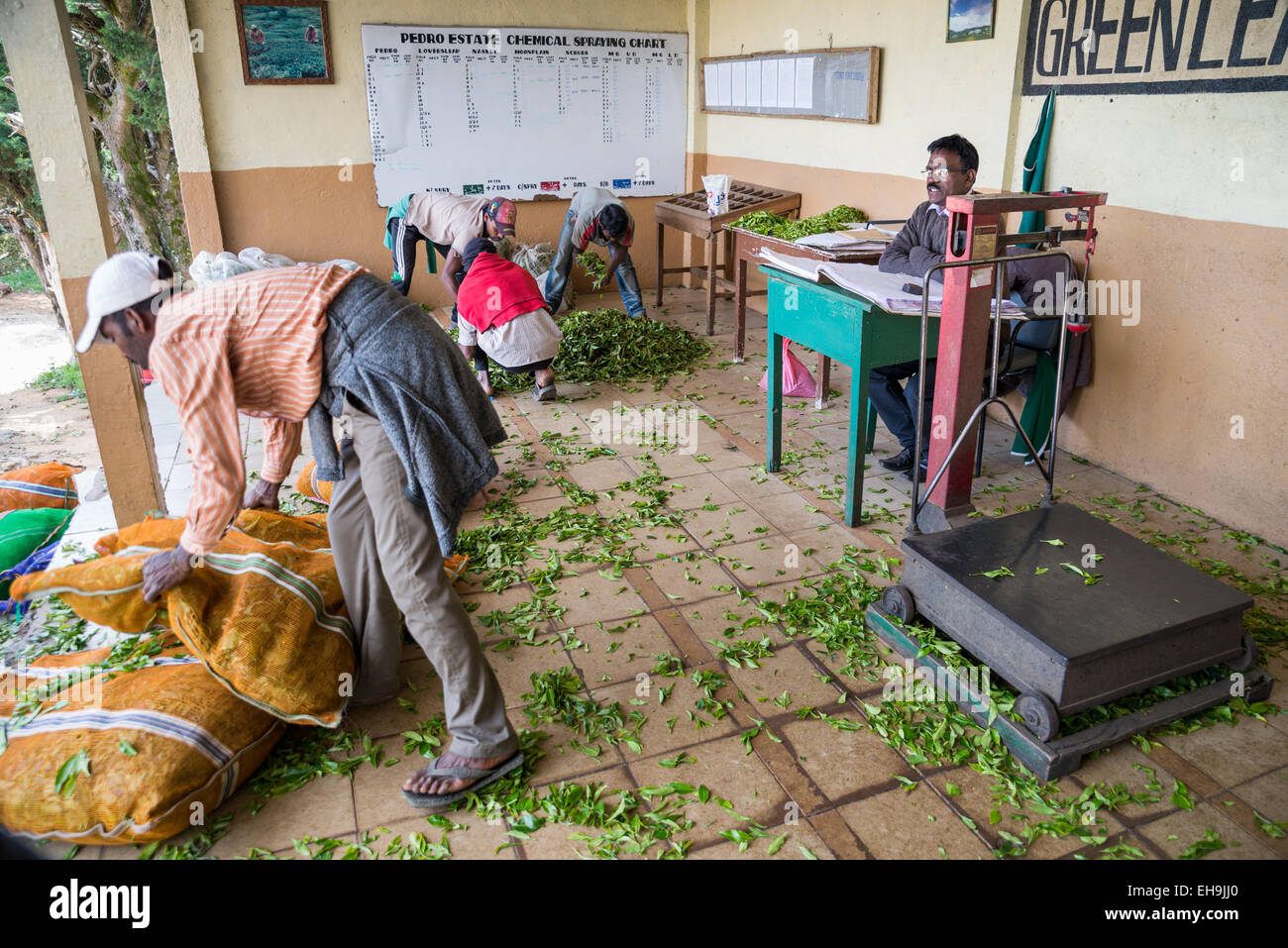Nuwara Eliya Pedro Tea Estate tea factory & plantation in the hill ...