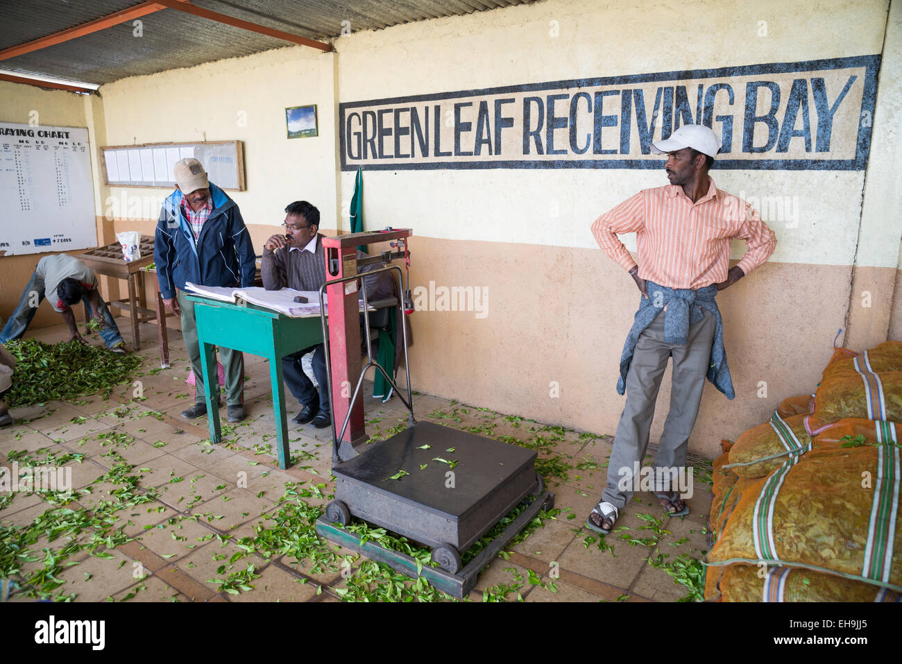 Nuwara Eliya Pedro Tea Estate tea factory & plantation in the hill ...