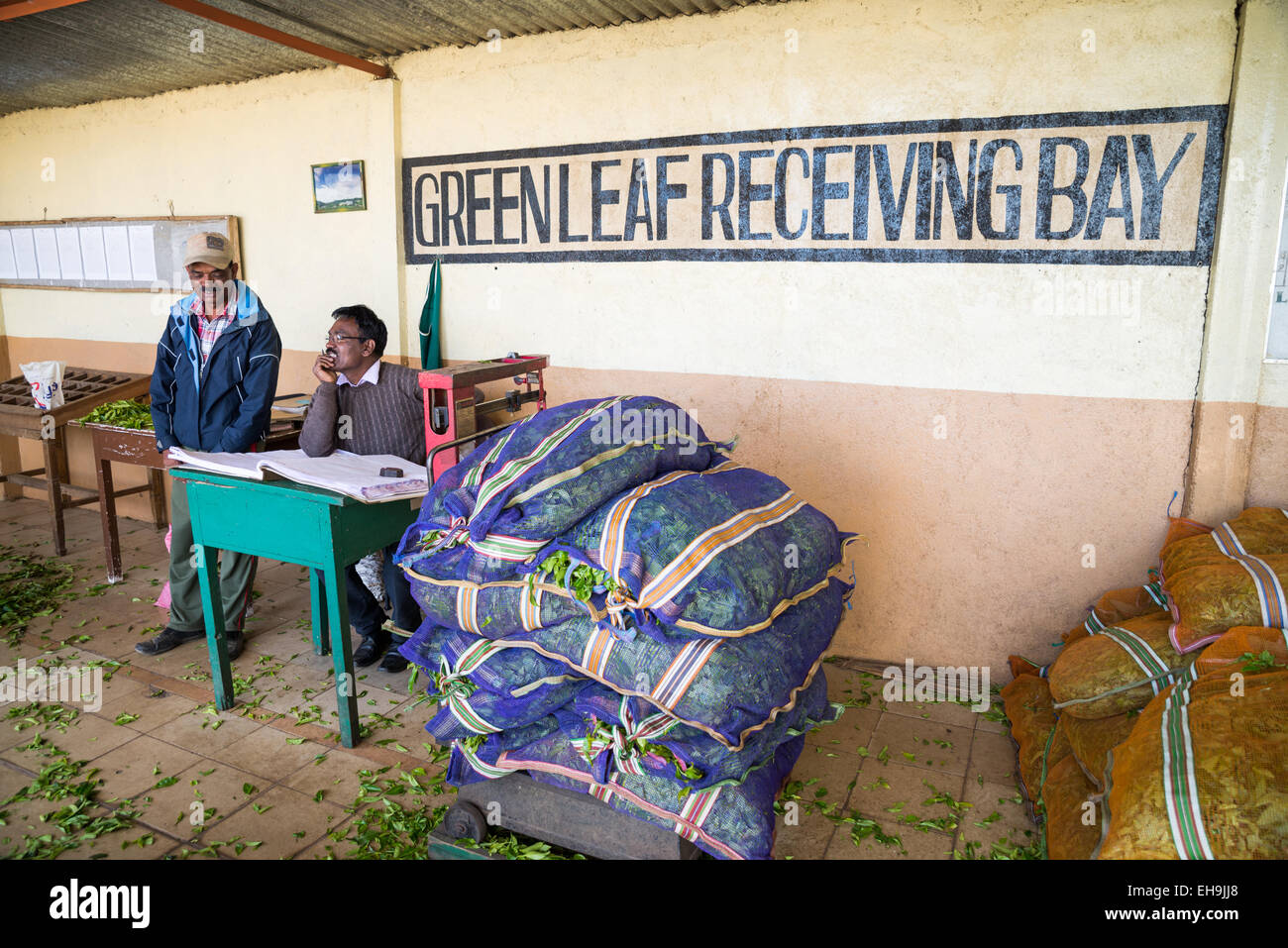 Nuwara Eliya Pedro Tea Estate tea factory & plantation in the hill ...