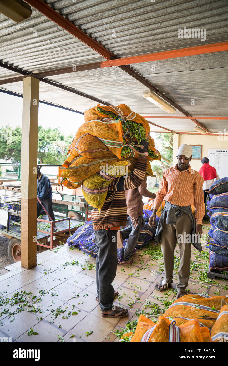Nuwara Eliya Pedro Tea Estate tea factory & plantation in the hill ...