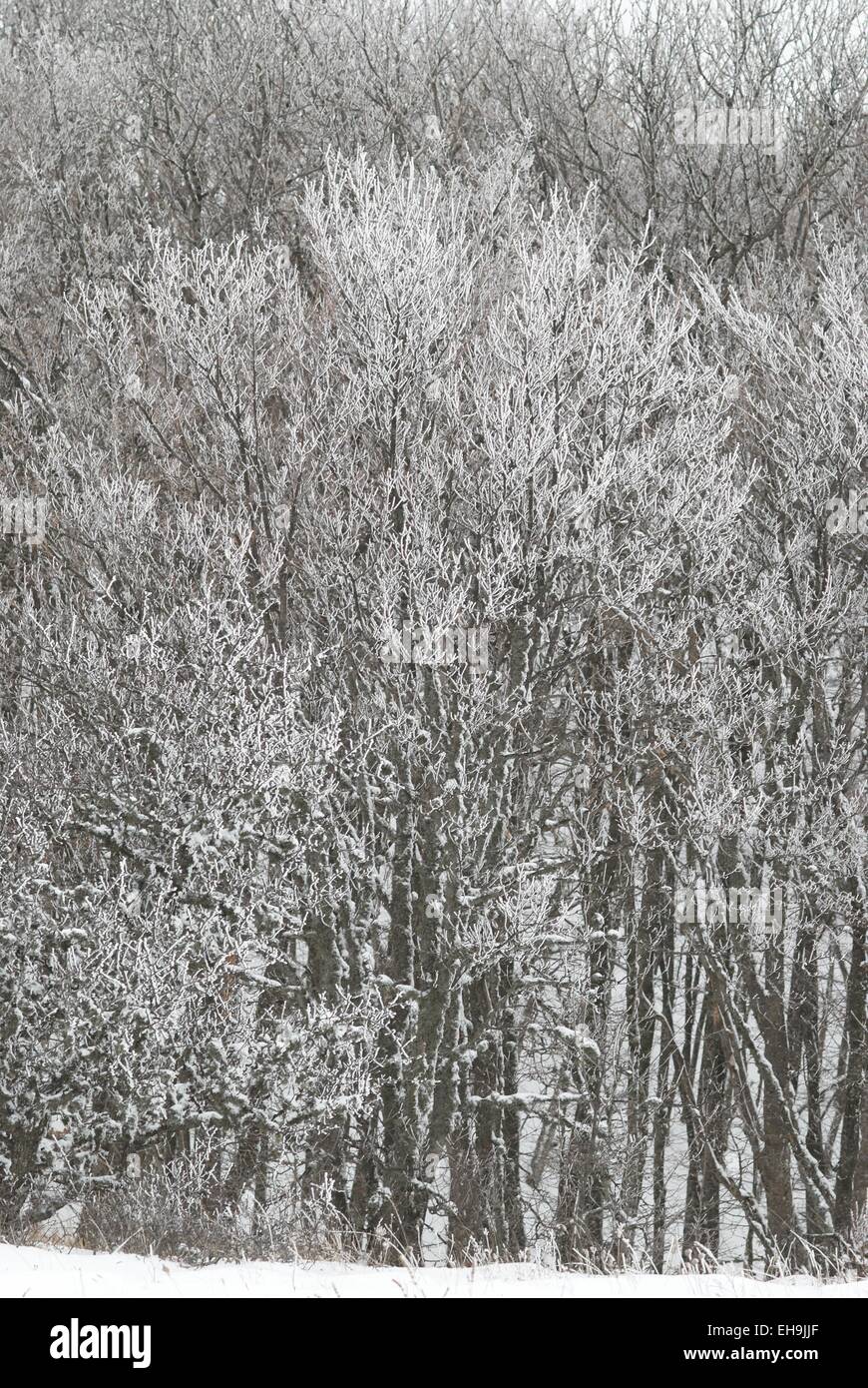 Winter landscape with icy trees Stock Photo - Alamy