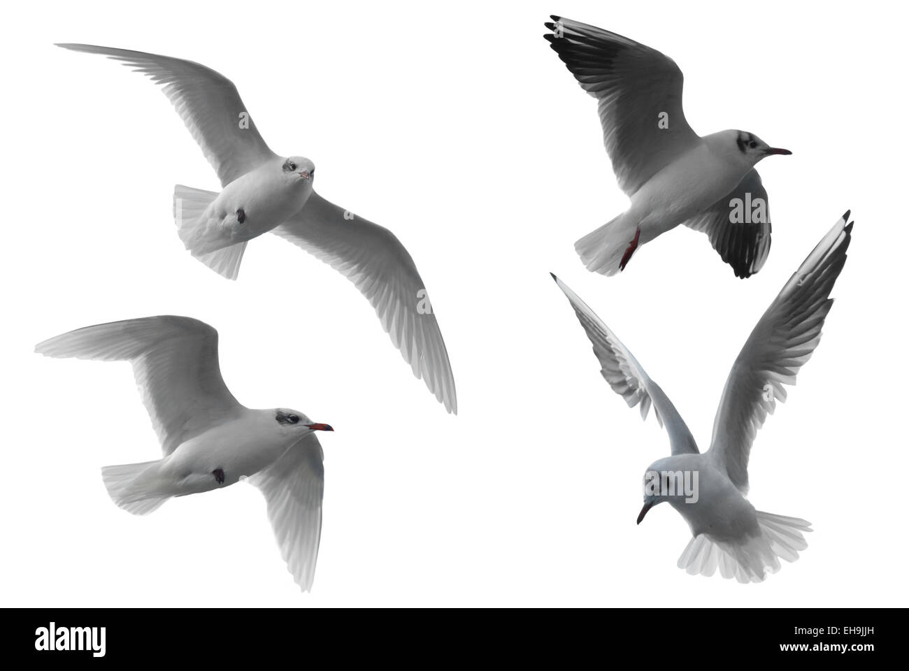 Four different seagulls isolated on white background Stock Photo - Alamy