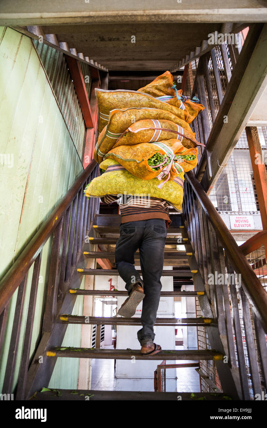 Nuwara Eliya Pedro Tea Estate tea factory & plantation in the hill ...