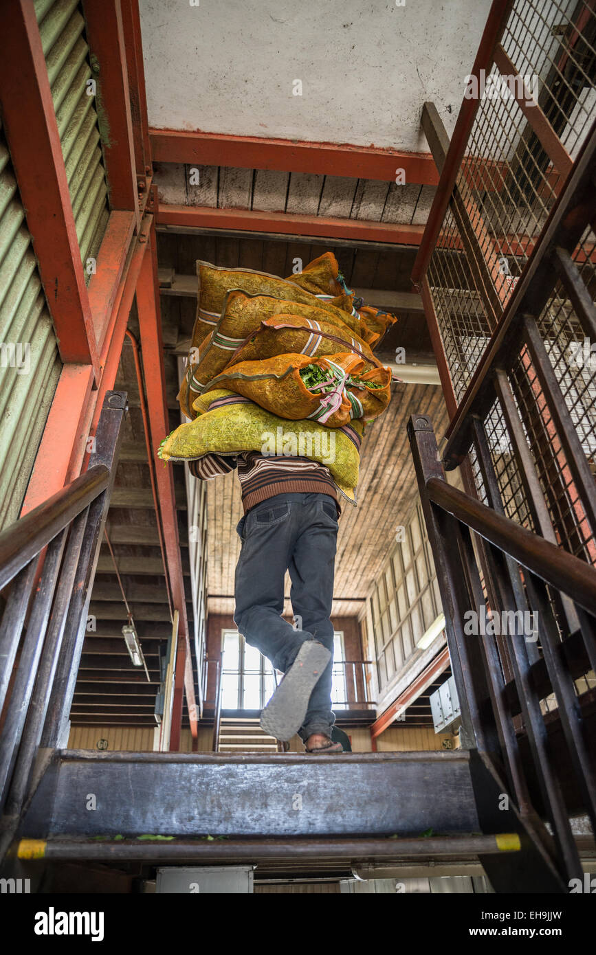 Nuwara Eliya Pedro Tea Estate tea factory & plantation in the hill ...