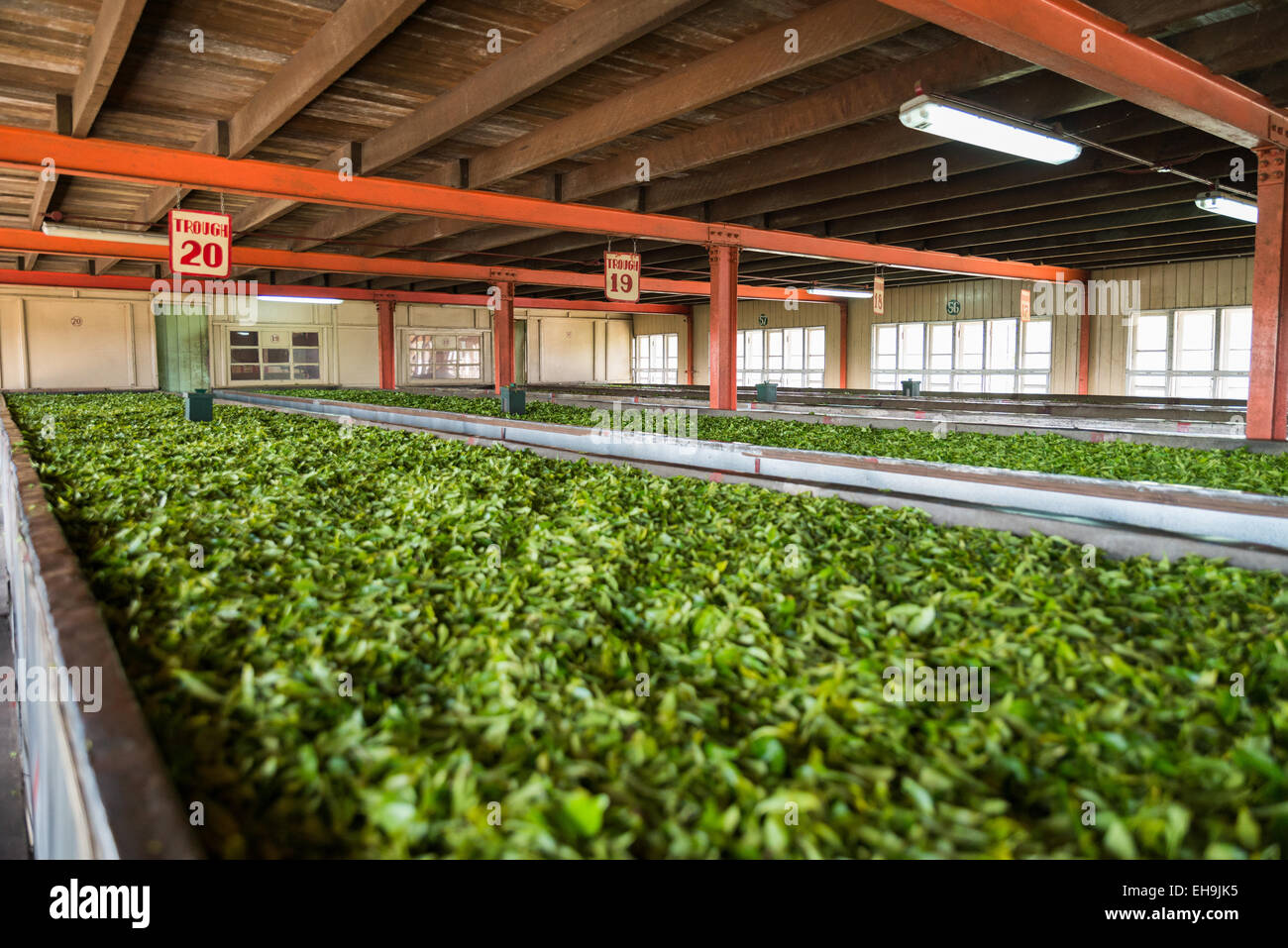 Nuwara Eliya Pedro Tea Estate tea factory & plantation in the hill ...