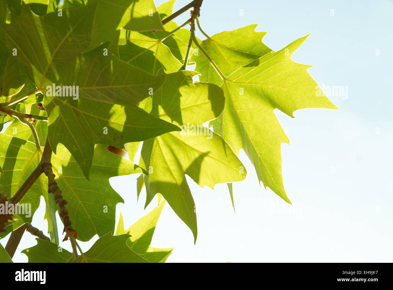 Green sunny maple leaves isolated on white Stock Photo - Alamy