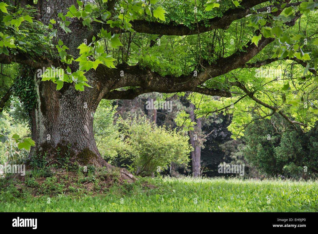 Massive maple tree in the park. Natural background Stock Photo - Alamy