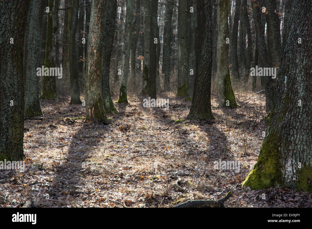 Dense deciduous forest in backlight. Natural background Stock Photo - Alamy