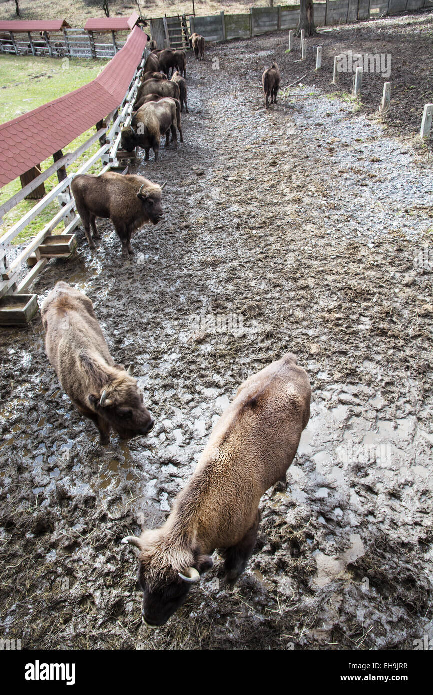 Group of European bison in the fenced paddock. Animal theme Stock Photo ...