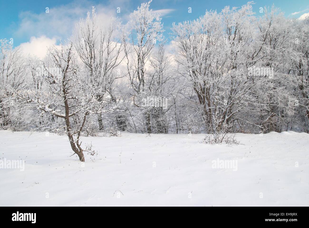 Winter icy forest Stock Photo - Alamy