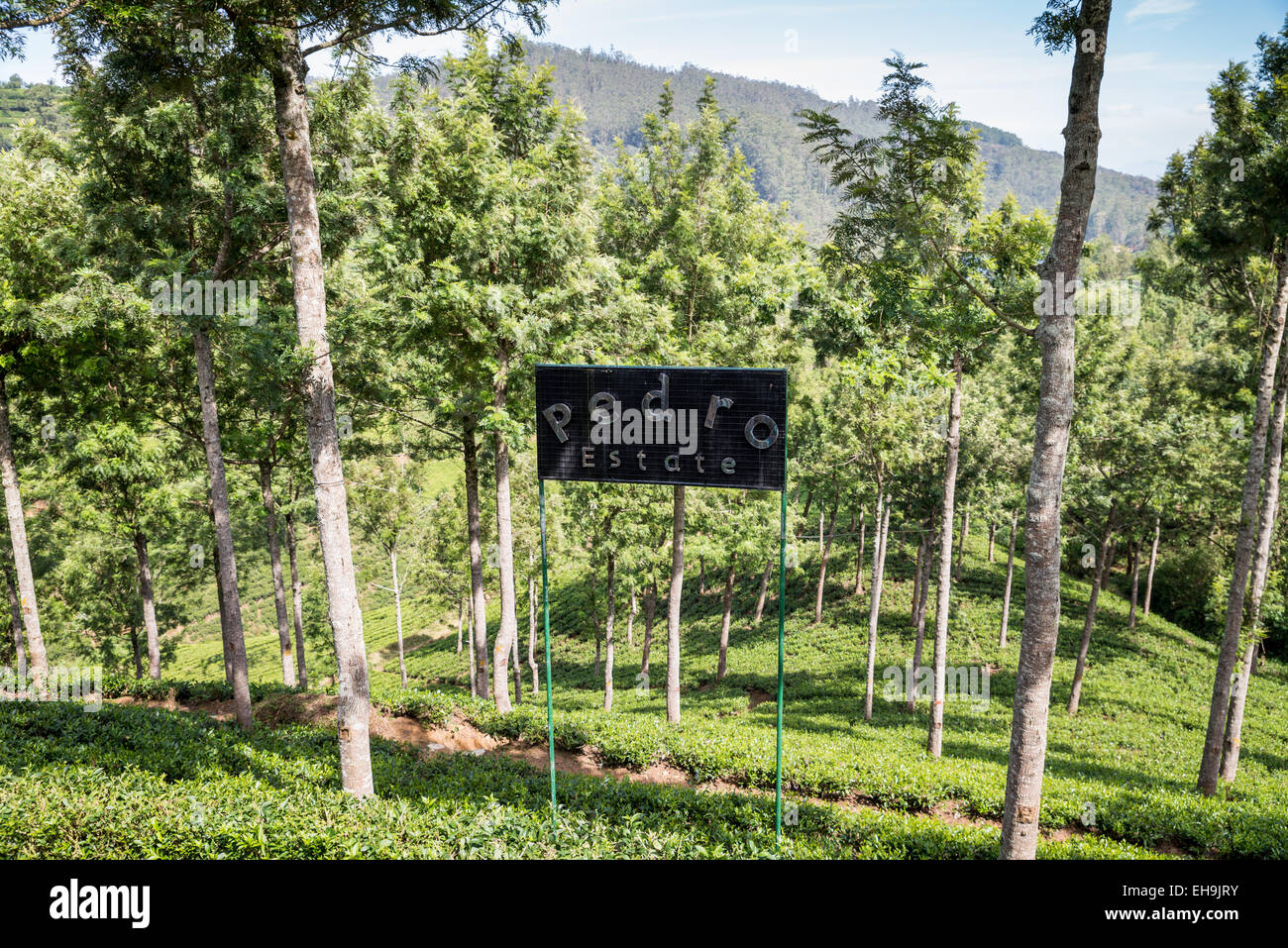 Nuwara Eliya Pedro Tea Estate tea factory & plantation in the hill ...
