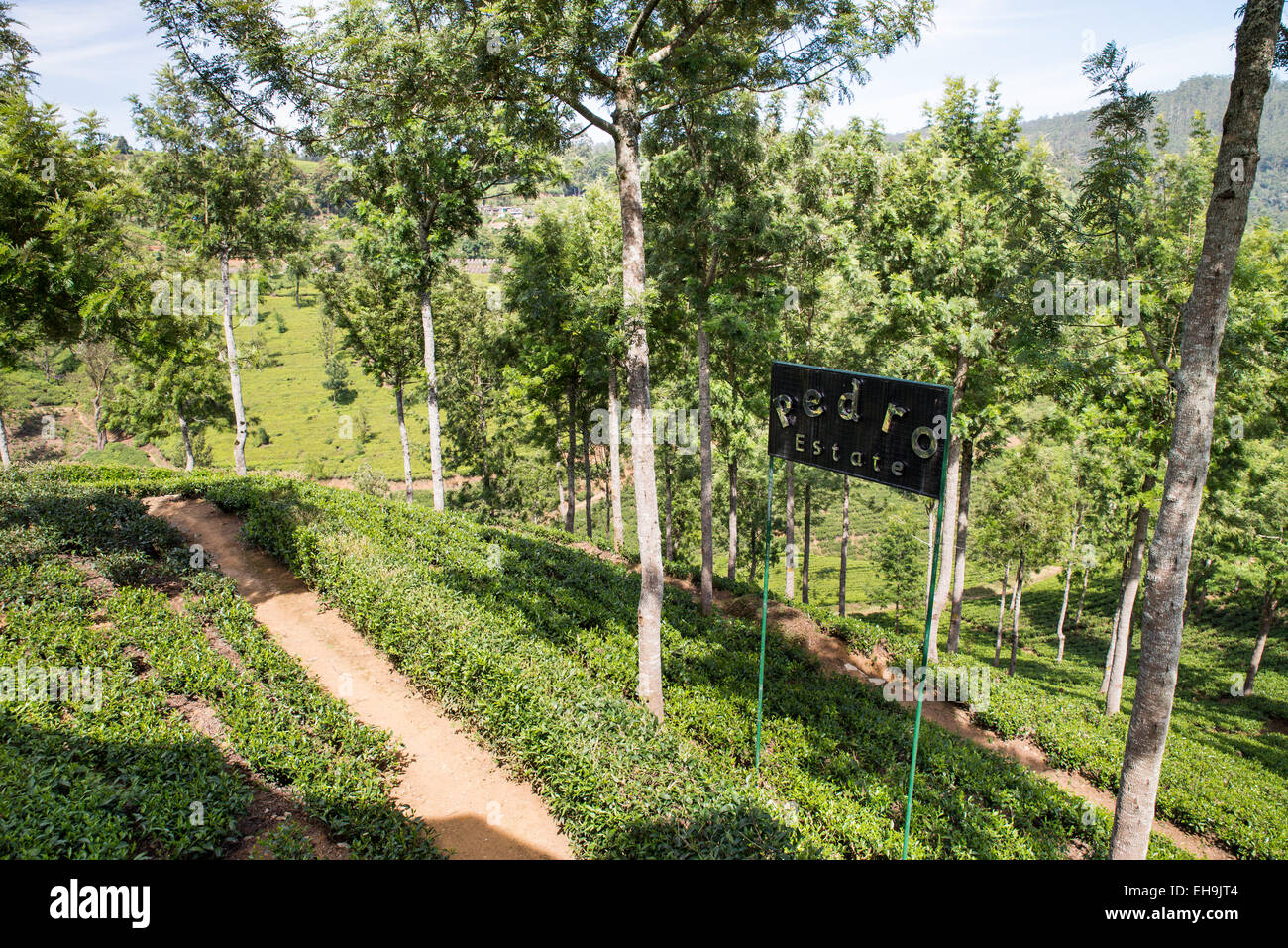 Nuwara Eliya Pedro Tea Estate tea factory & plantation in the hill ...