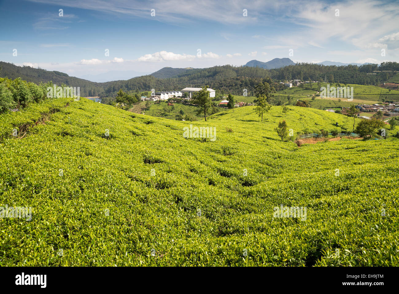 Nuwara Eliya Pedro Tea Estate tea factory & plantation in the hill ...