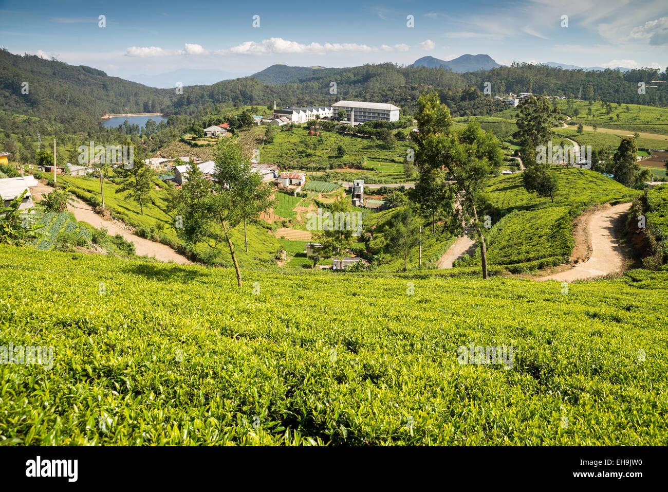 Nuwara Eliya Pedro Tea Estate tea factory & plantation in the hill ...