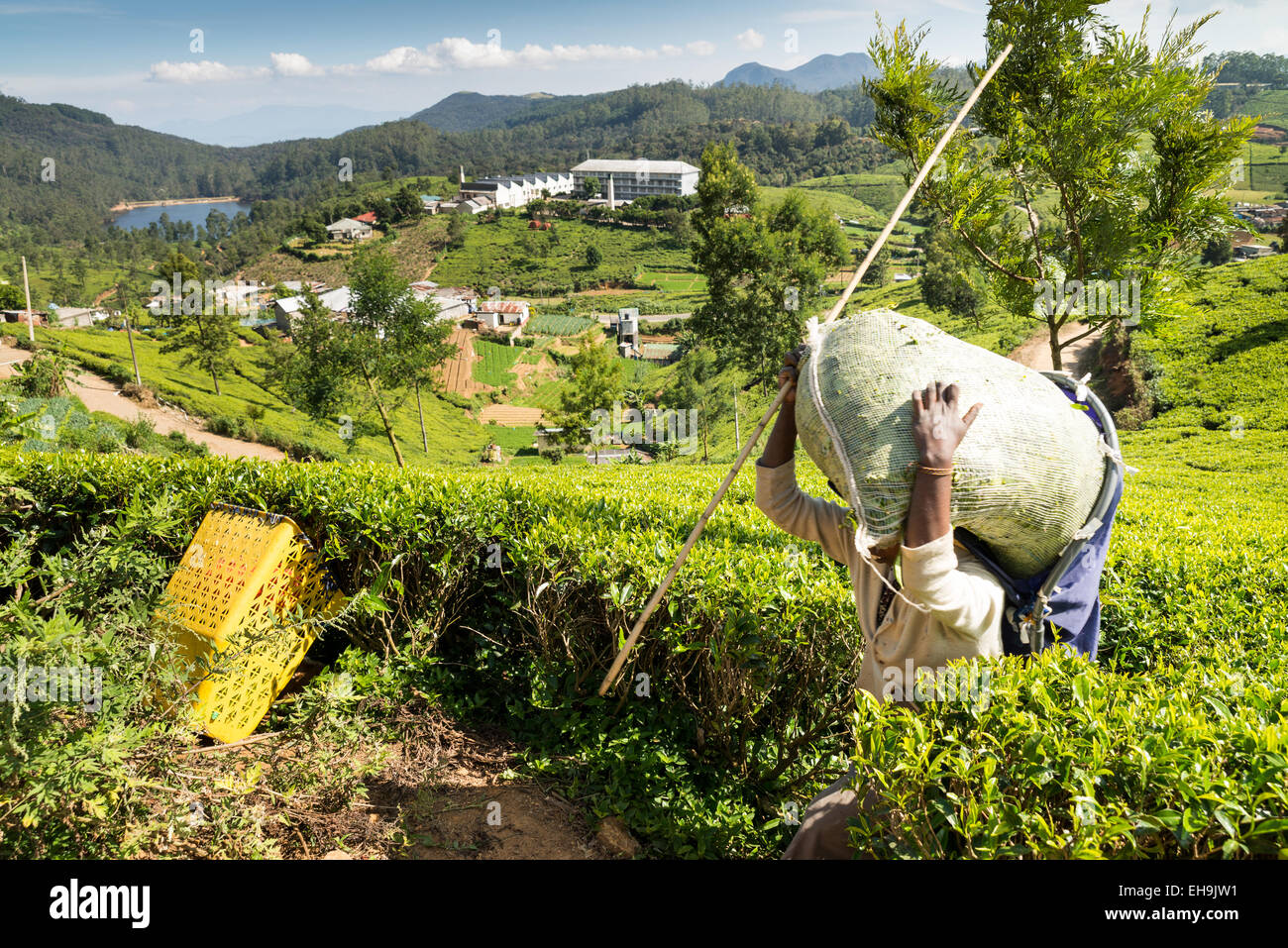 Nuwara Eliya Pedro Tea Estate tea factory & plantation in the hill ...