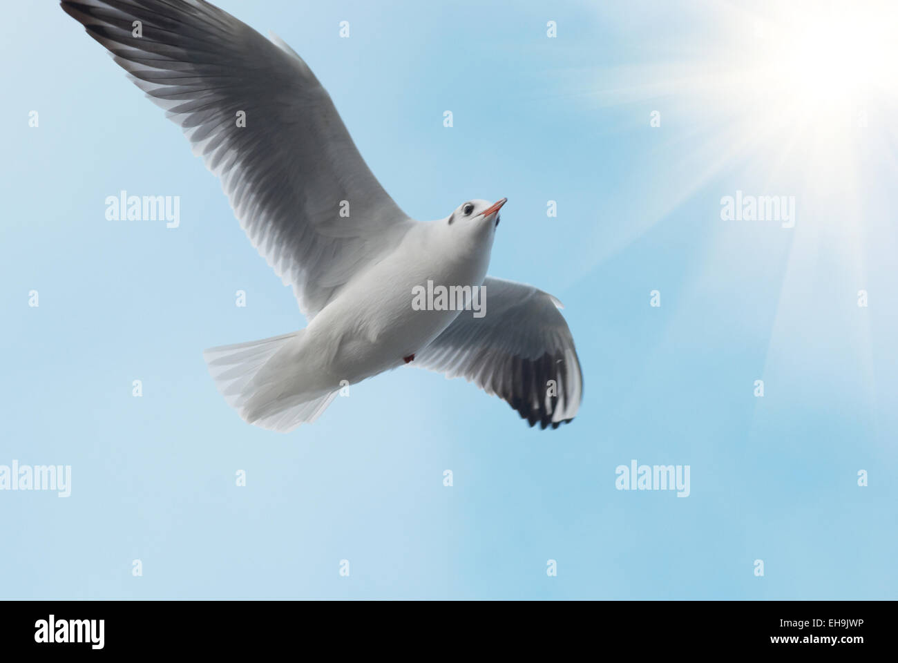 Sun and seagull on the blue background Stock Photo - Alamy