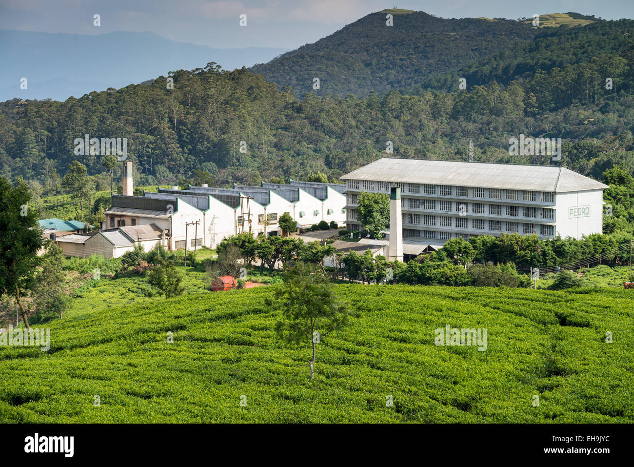 Nuwara Eliya Pedro Tea Estate tea factory & plantation in the hill ...
