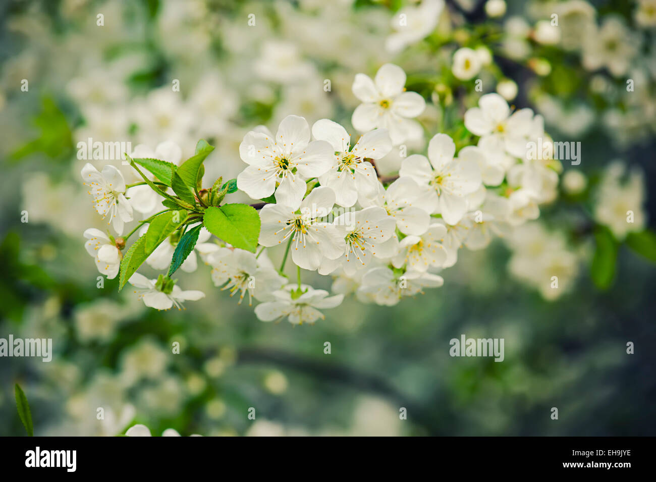 Cherry tree flowers Stock Photo - Alamy