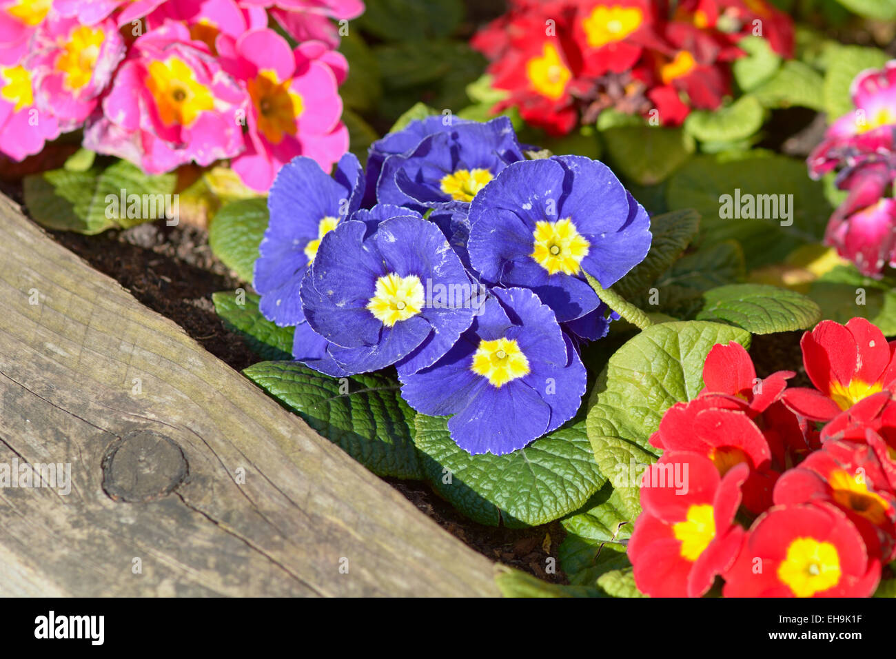 Bright colourful primrose flowers blooming in spring time Stock Photo ...