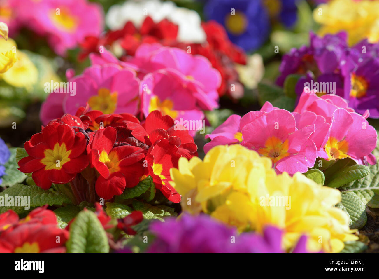 Bright colourful primrose flowers blooming in spring time Stock Photo ...