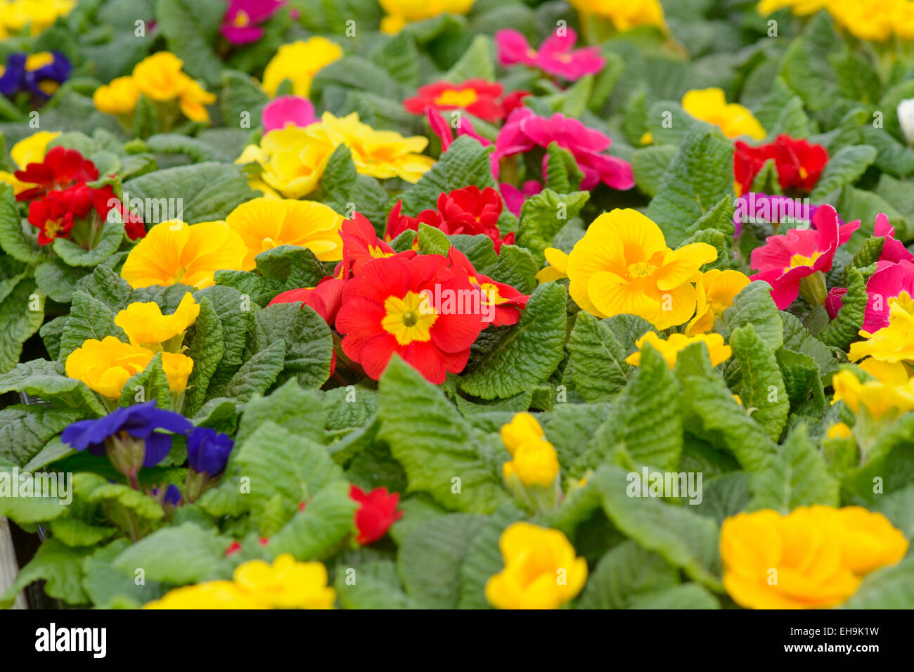 Primrose time hi-res stock photography and images - Alamy