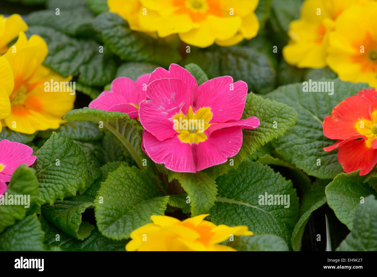 Primrose time hi-res stock photography and images - Alamy