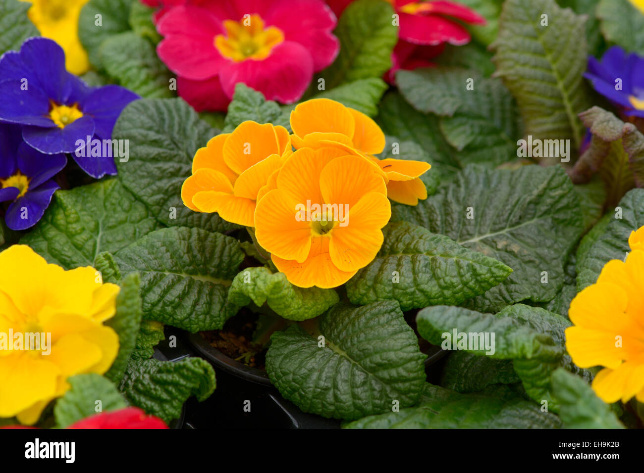 Primrose time hi-res stock photography and images - Alamy