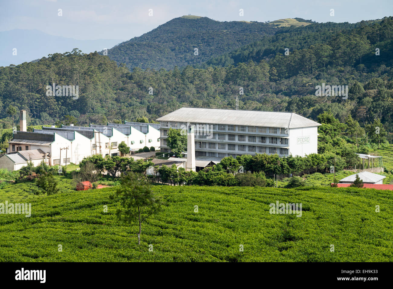 Nuwara Eliya Pedro Tea Estate tea factory & plantation in the hill ...