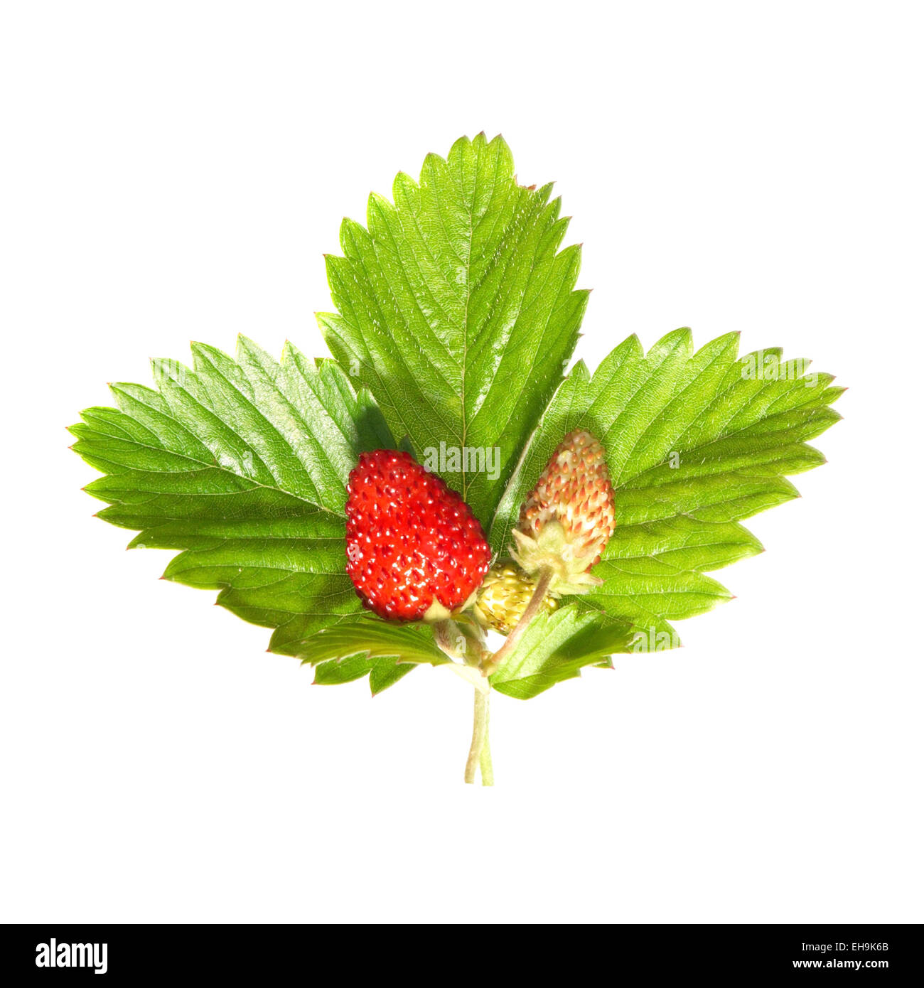 Strawberry with green leaf isolated on white Stock Photo - Alamy