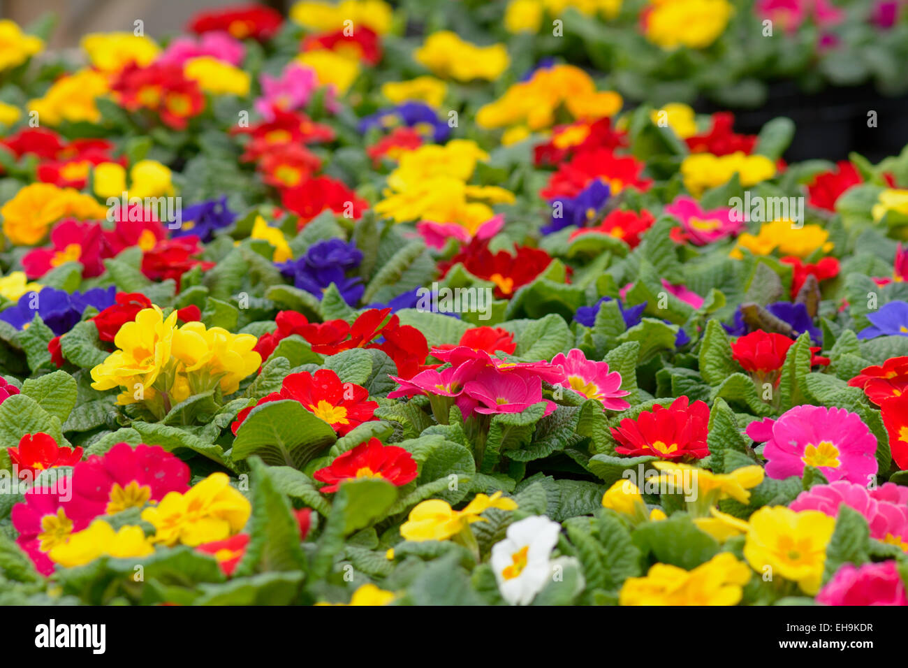 Primrose flowers blooming in spring time Stock Photo - Alamy