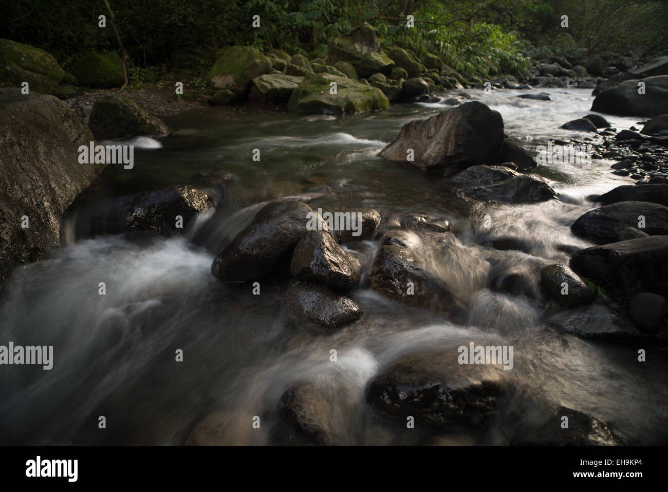 Jungle in maui hi-res stock photography and images - Alamy