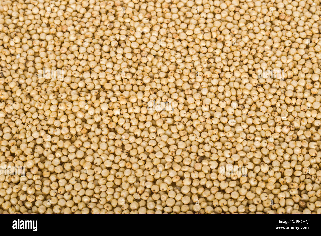 Jowar hi-res stock photography and images - Alamy